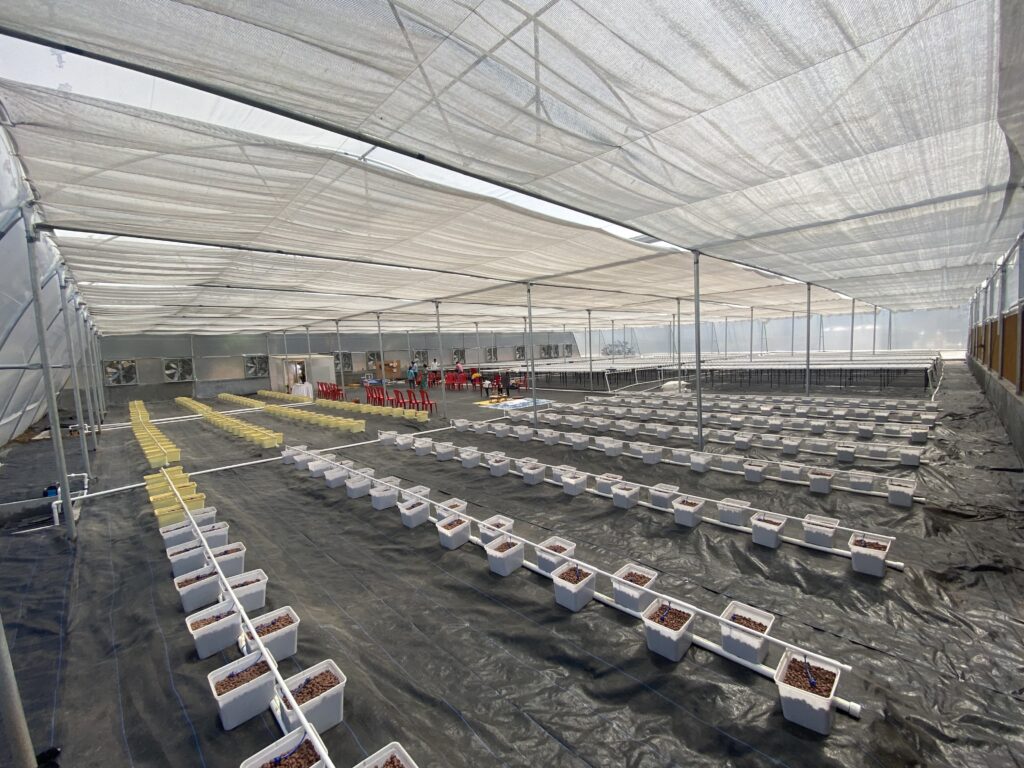 Commercial Hydroponic Farming: Expert Insights | GrowPro