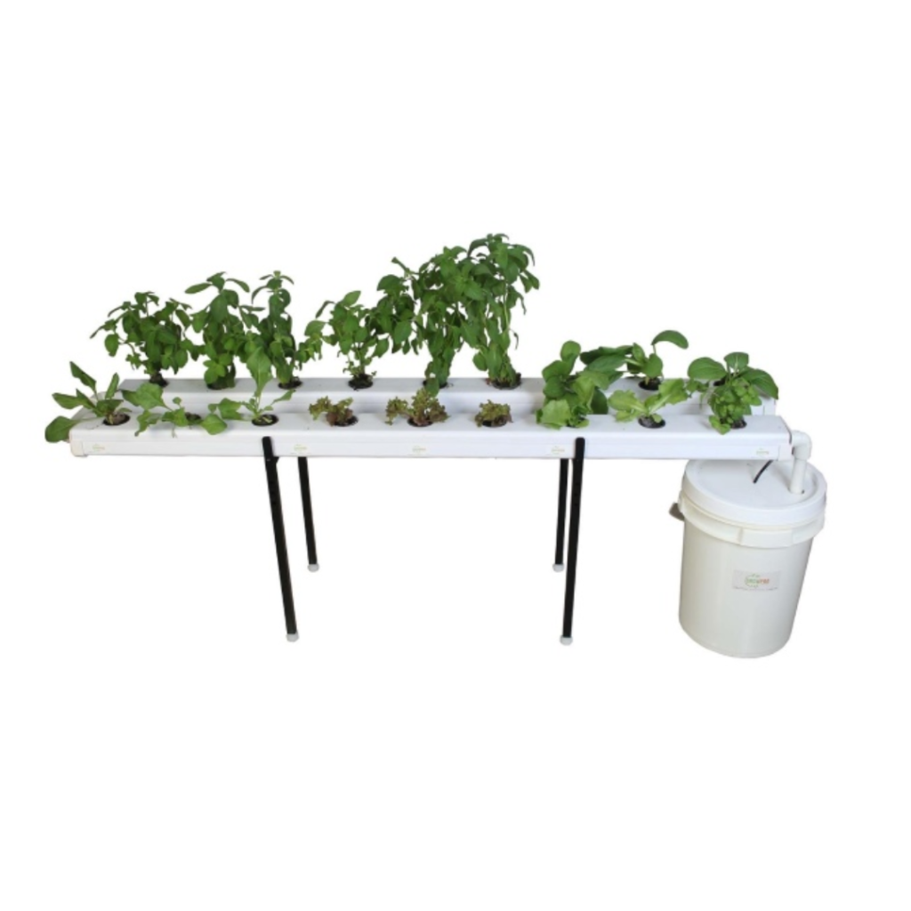 Hydroponic Growers for Kitchen Gardening| Fresh, Pesticide-free Veggies ...